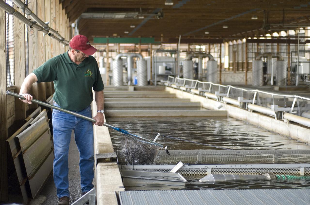 Anglers Are Urged To Turn In Adipose Fin Clipped Fish To The Michigan DNR
